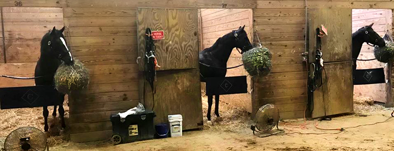 Cooney Racing Stables LLC, Thoroughbred Breaking & Training : Cooney ...